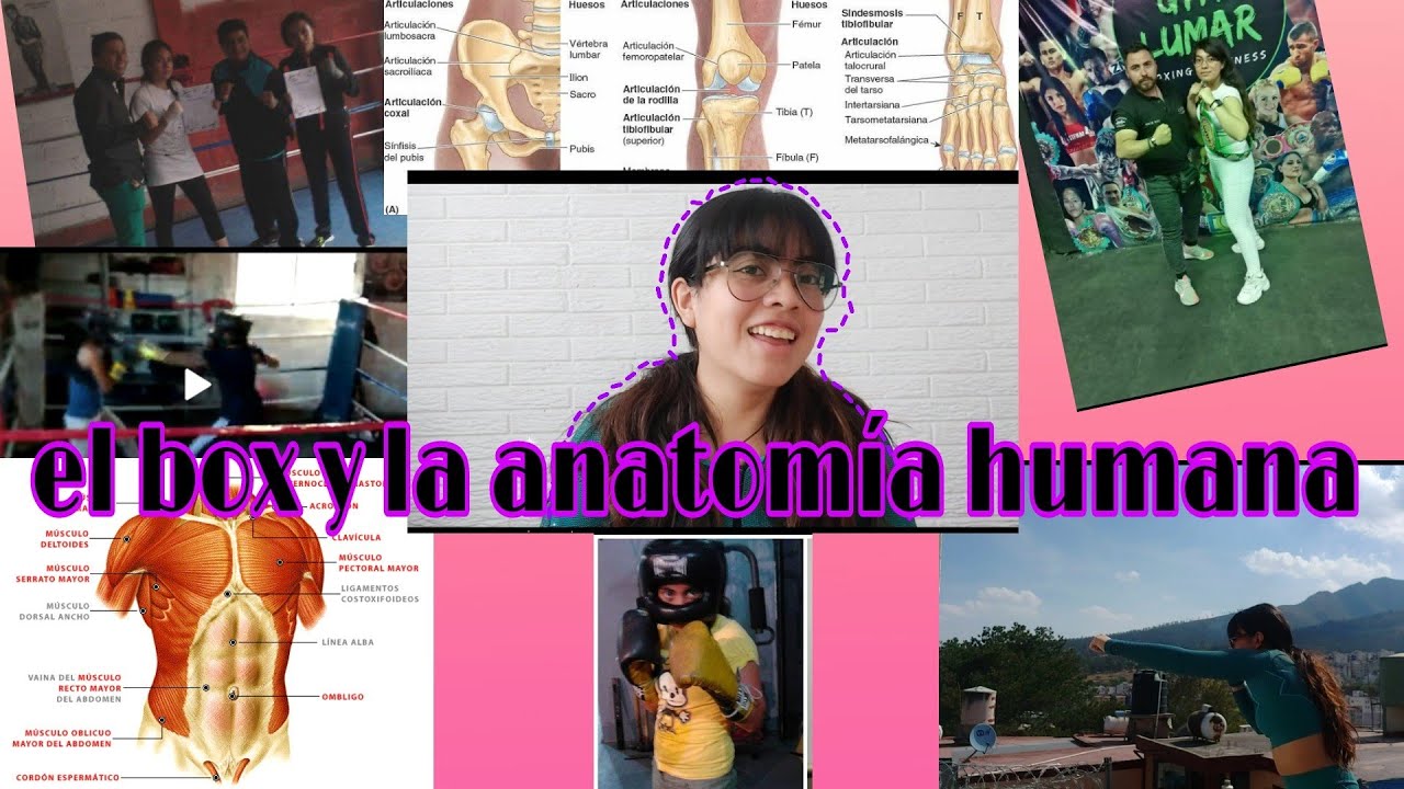 EL BOX EN LA ANATOMÍA HUMANA... ¿QUE ?🥊🦴😱😍 - YouTube
