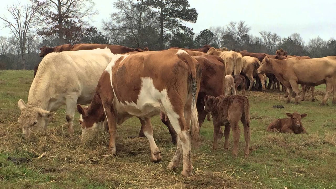 West Ridge Farms grass-fed cattle - YouTube