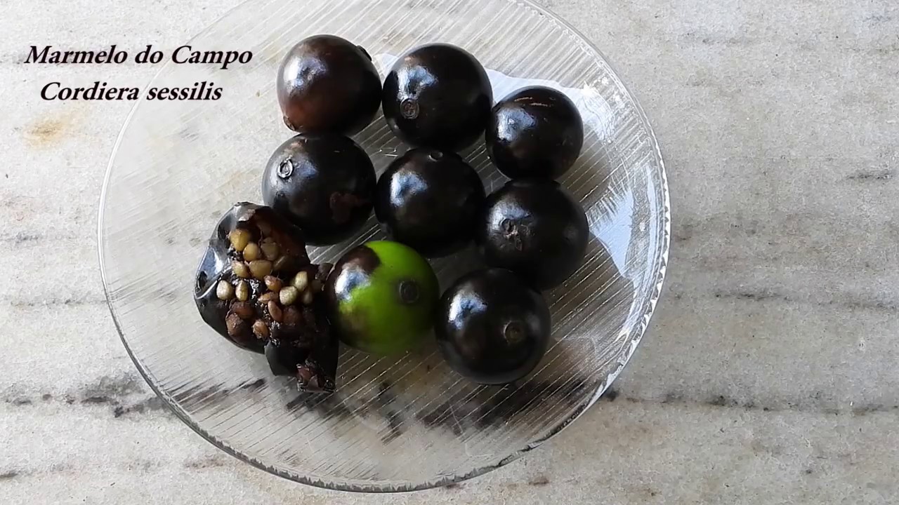 MARMELADA DO CERRADO, MARMELINHO DO CAMPO, (CORDIERA SESSILIS) ALIMENTO ...
