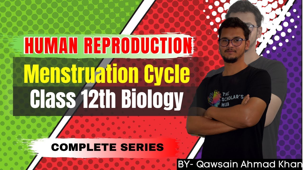 Menstruation Cycle Class 12th Biology | Menstrual Cycle | Female ...