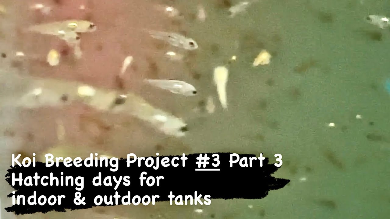 Koi Breeding Project #3 Part 3 - Hatching days for indoor & outdoor ...