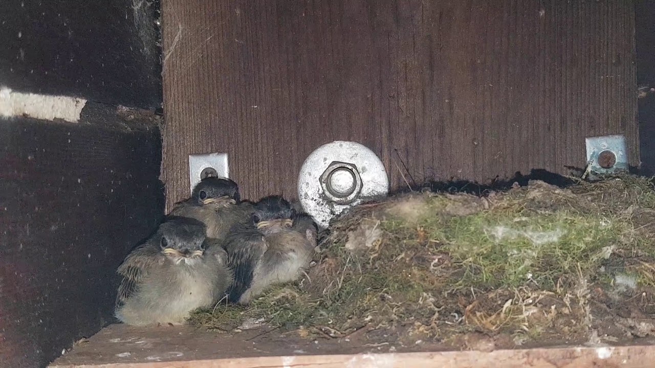 Phoebe Nesting Part 16 - YouTube