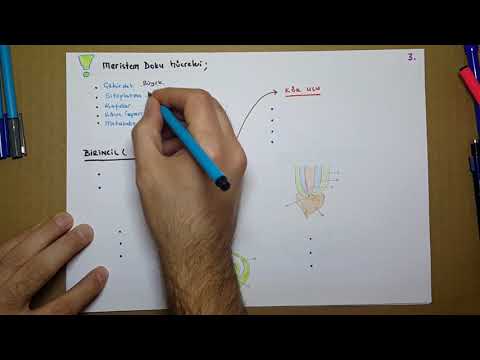 (TYT YKS )BİTKİ FİZYOLOJİSİ 1