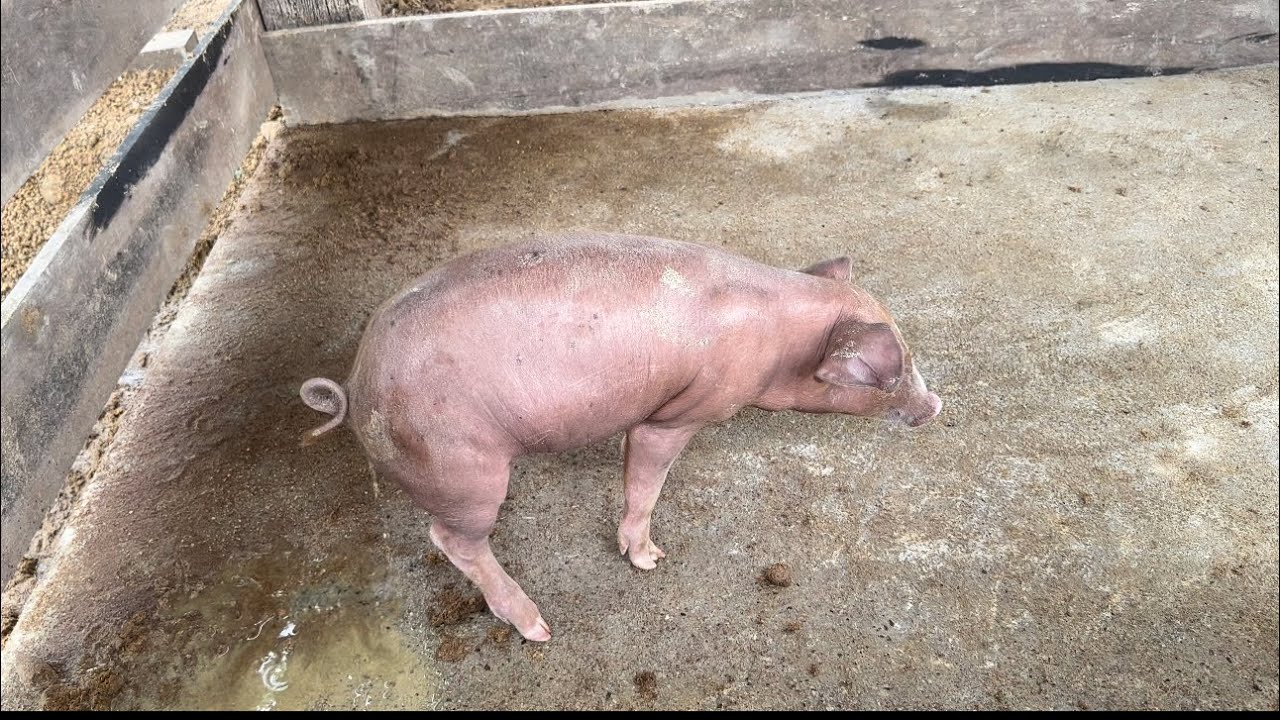 Pig urine video 9 - YouTube