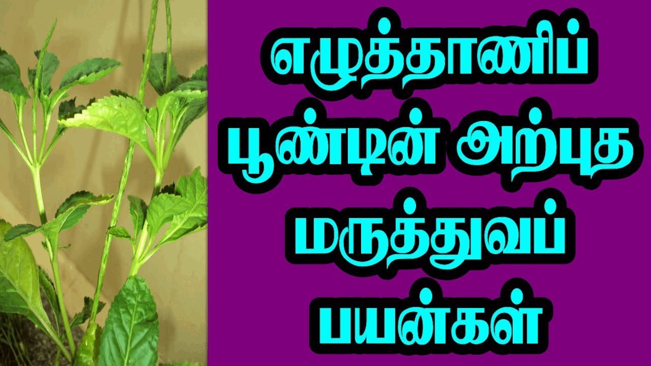 MEDICINAL BENEFITS OF EZHUTHANI POONDU | எழுத்தாணிப் பூண்டின் அற்புத ...