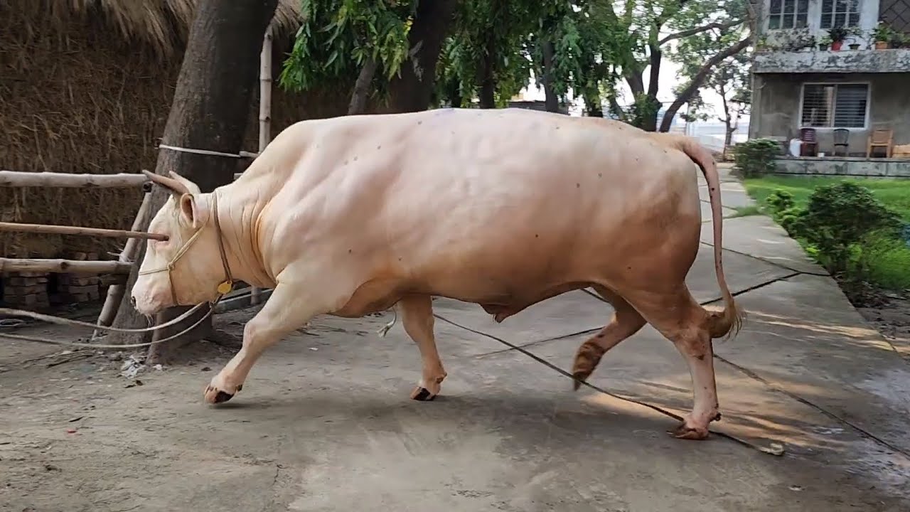 Angry Pagla Australian Big Cow In Bangladesh. Biggest Bull - YouTube