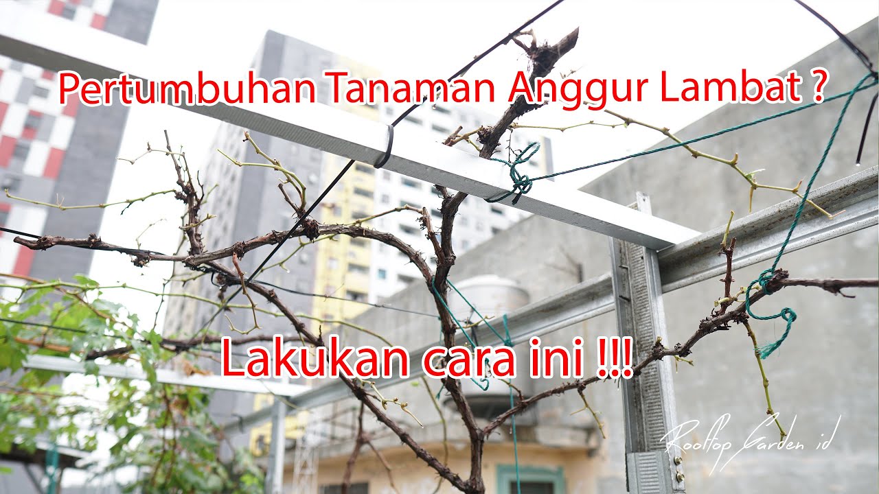 Foundation Pruning Pohon Anggur - YouTube