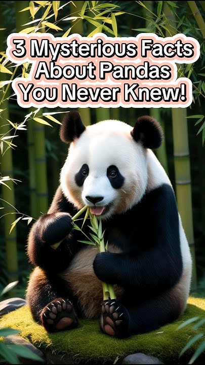 3 Mysterious Facts About Pandas You Never Knew!#shorts #animals #facts ...