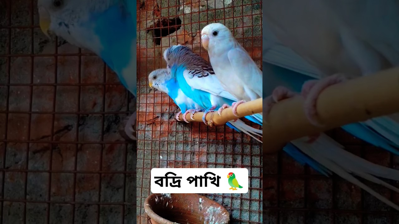 Badri Pakhi new short video #bodri #pakhi#new#shorts#shortvideo # ...