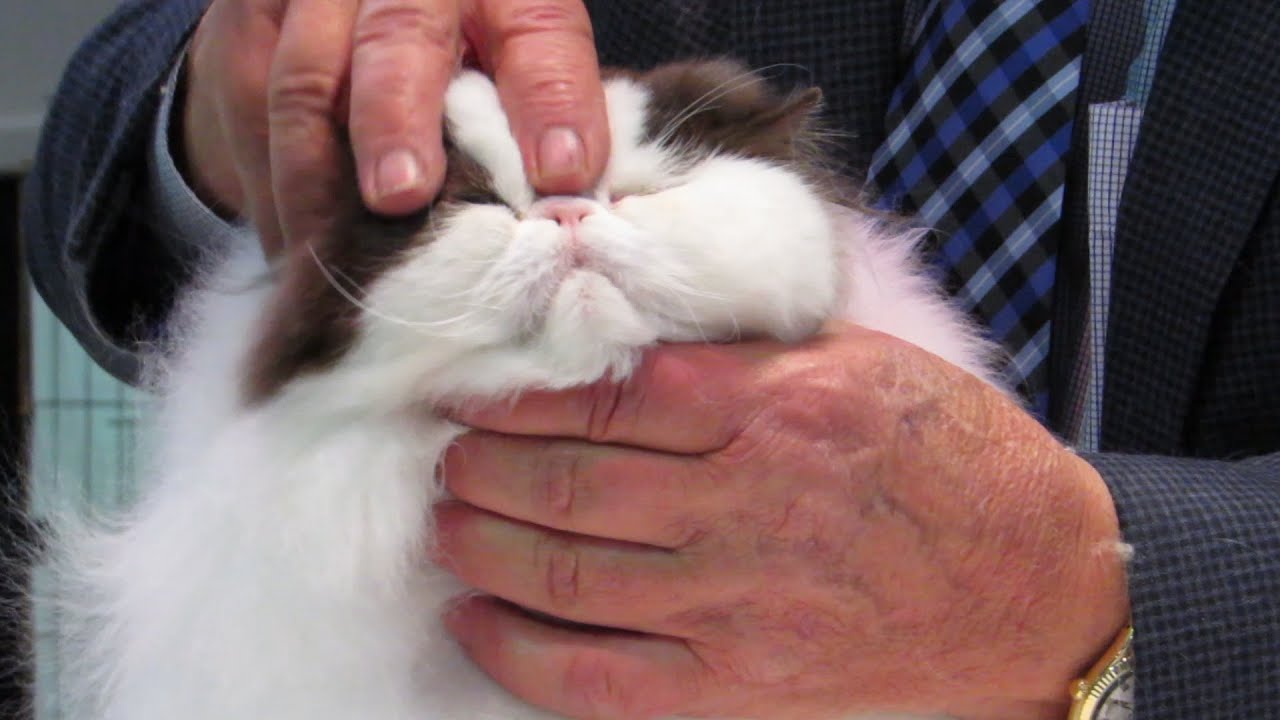 Tails of the Hawkeye Cat Show - YouTube