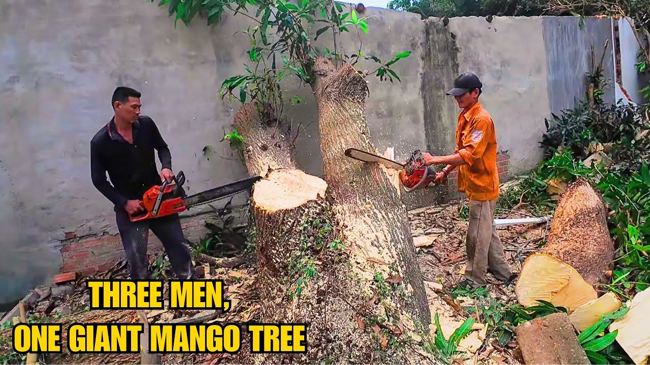 Three Men, One Giant Mango Tree – Witness This 100 Year Old Marvel Fall ...