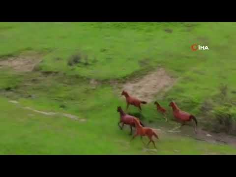 YILKI ATLARI HAVADAN DRON İLE GÖRÜNTÜLENDİ