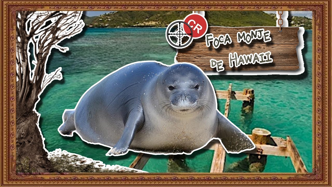 foca monje de Hawái: La foca más agresiva entre si - documental de ...