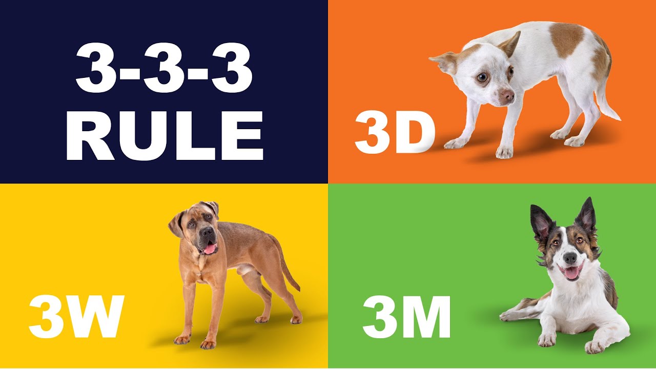 The 3-3-3 Rule for Rescue Dogs: A Step-by-Step Guide to Help Your Dog ...