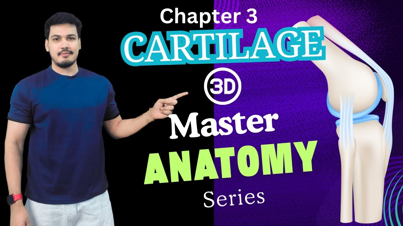 CARTILAGE IN DETAIL(3D) - chapter 3 | CLINICAL ANATOMY| #mbbs #anatomy ...