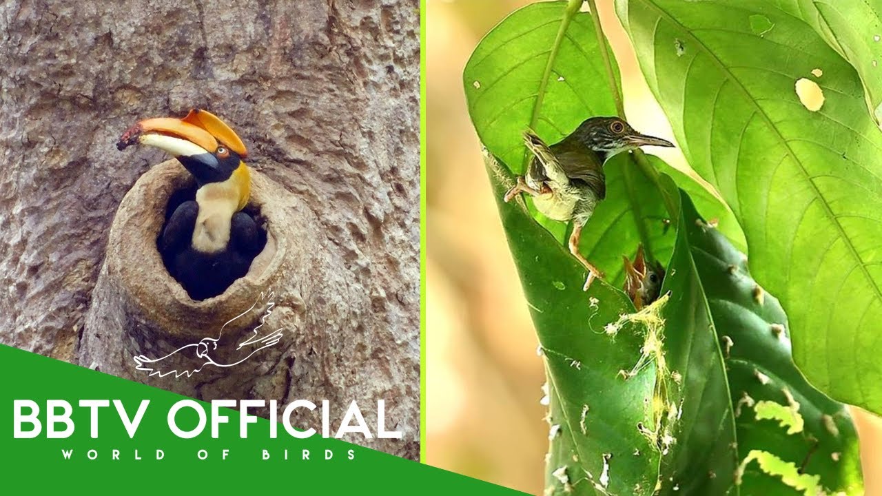 6 Masterpieces That Showcase Genius Level IQ Of Birds Even Architecture ...