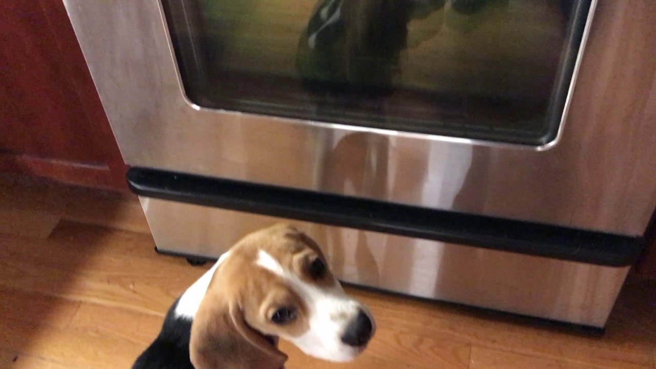 Puppy sees another beagle in the oven, is concerned - YouTube