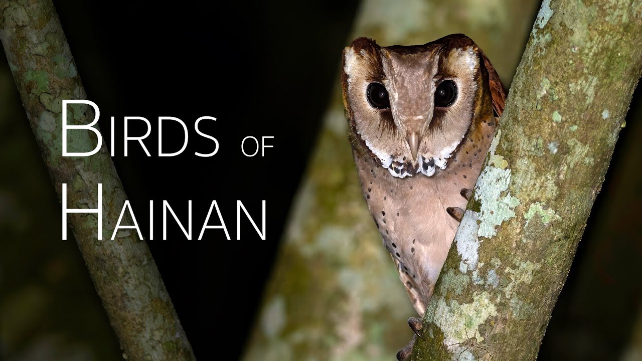 Birds of Hainan - Day 2, In the Night | Mysterious Owl Call | Birding ...