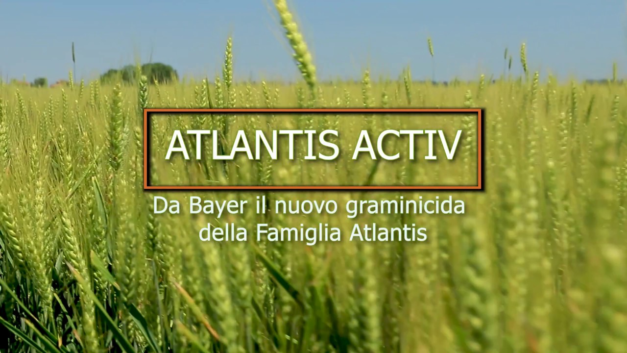 Atlantis Activ: da Bayer il nuovo graminicida della Famiglia Atlantis ...