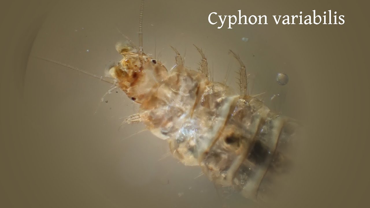 Cyphon larvae - YouTube