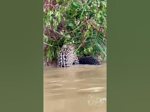 Leopardo Intrépido Caza a Cocodrilo en el Río: ¡Increíble Batalla! 🐆🐊 #viral - YouTube