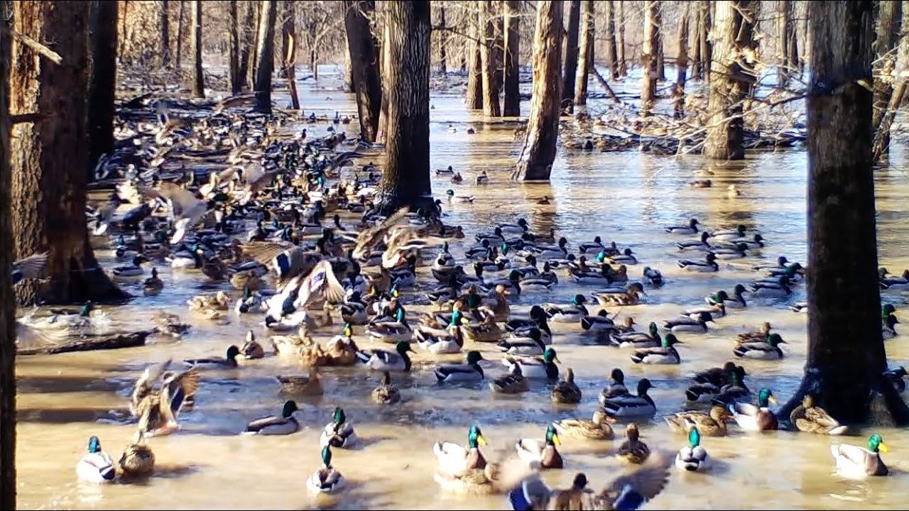 6000 MALLARDS IN FLOODED TIMBER, EAGLES AMBUSHING THOUSANDS OF MALLARDS ...