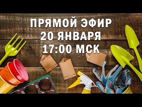 Прямой эфир. 20 января в 17:00 МСК