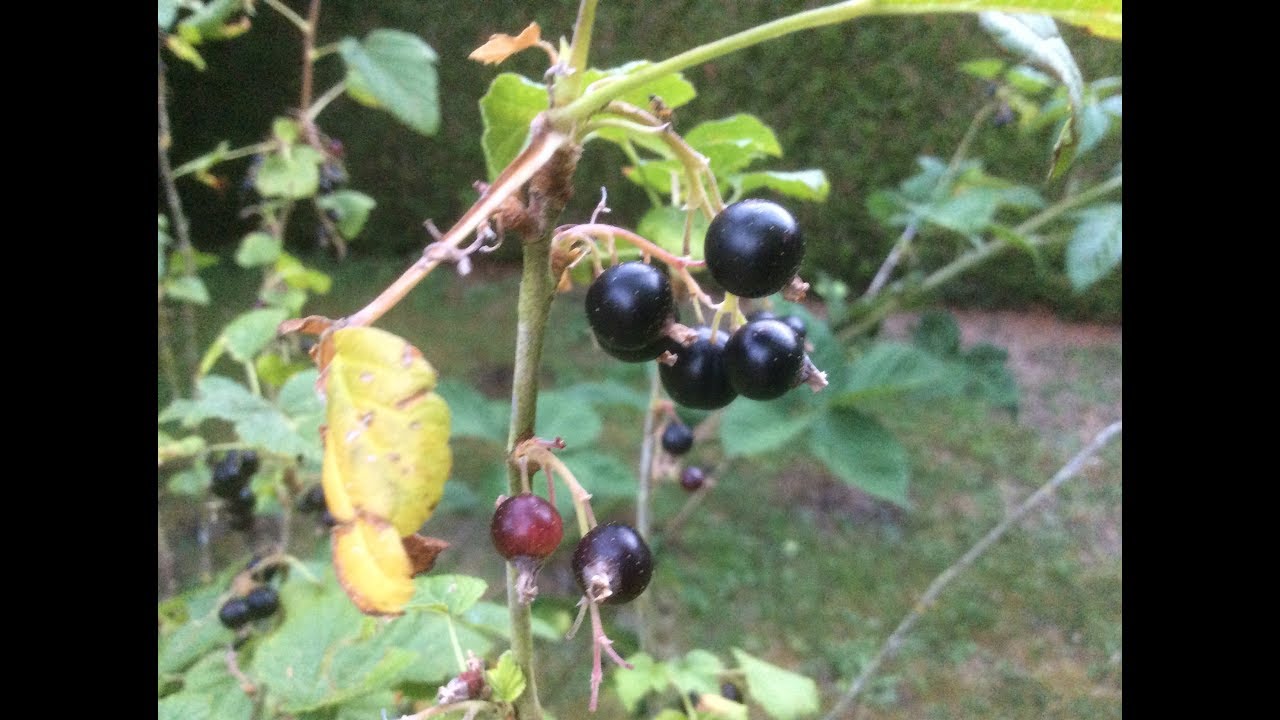 Cassis 'Ribes nigrum' ou gadellier noir Un condensé de Vitamine C - YouTube