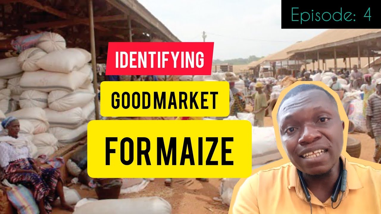 🛑Episode 4: How To Identify Good Markets For Your Maize - MAIZE TRADING ...