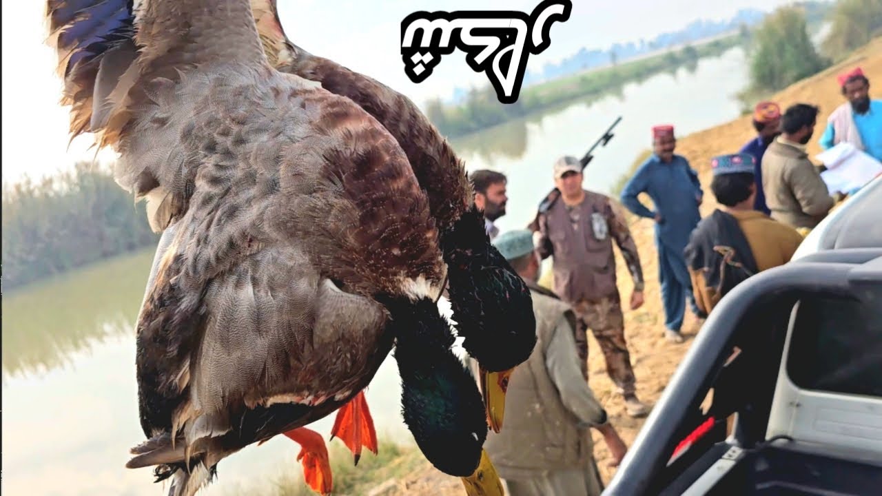 Duck Hunting sindh - YouTube