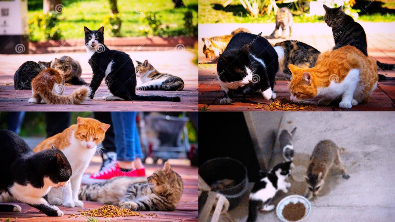 Most beautiful cats Fighting #animals #cat #amazing #piano #dog #German ...