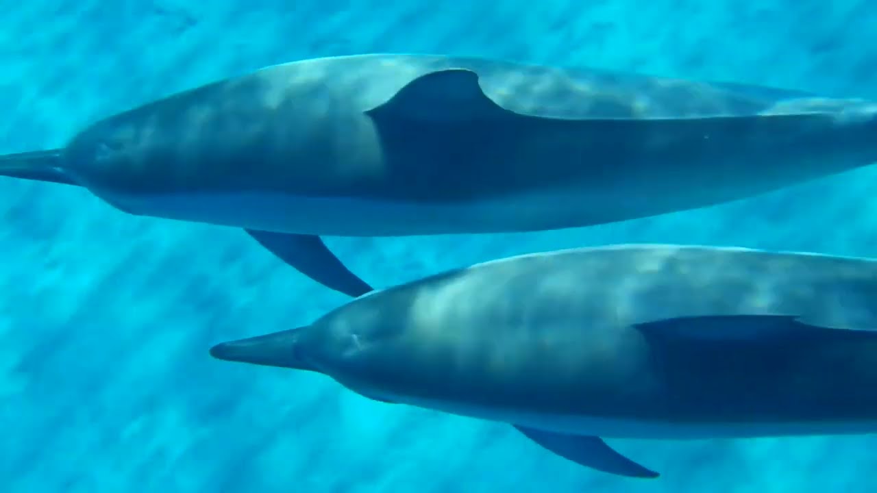 Sweet day spent with Dolphins and 'buzzed' with clicking sounds - YouTube
