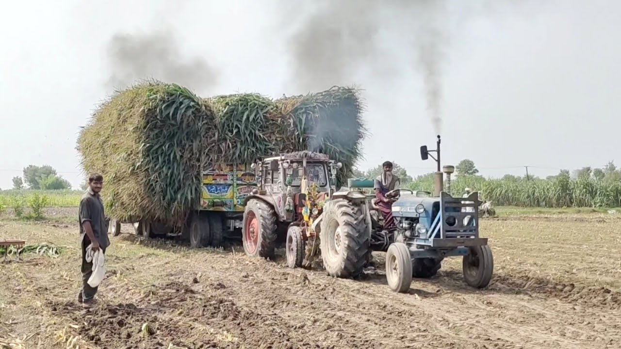 Belarus Mtz 50 Pull Maize Load Trailer Ford 4600 Together Out Trailer ...