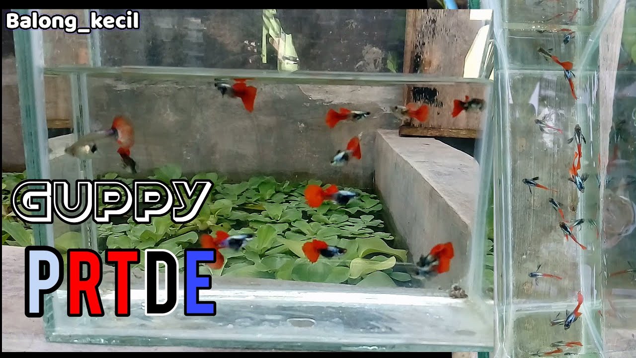 Guppy PRTDE remaja - YouTube