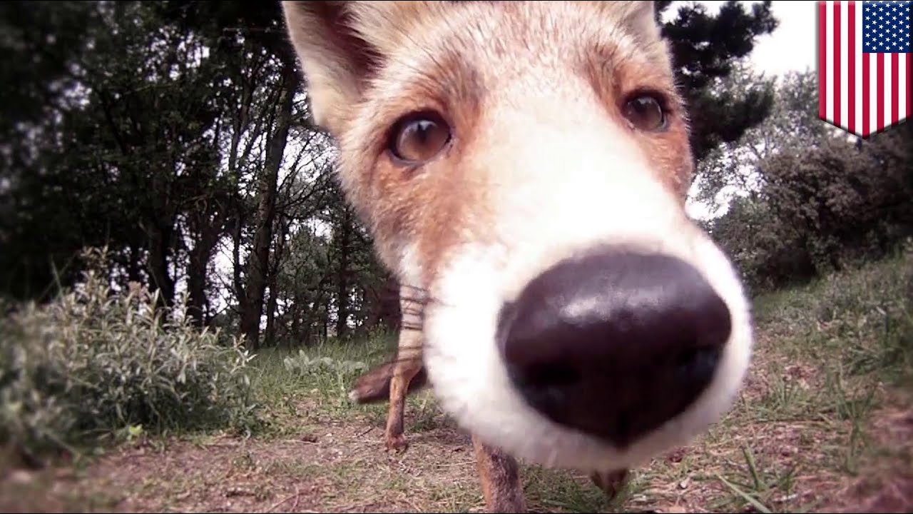 Wild foxes: watch as these fuzzy foxes get fed - YouTube