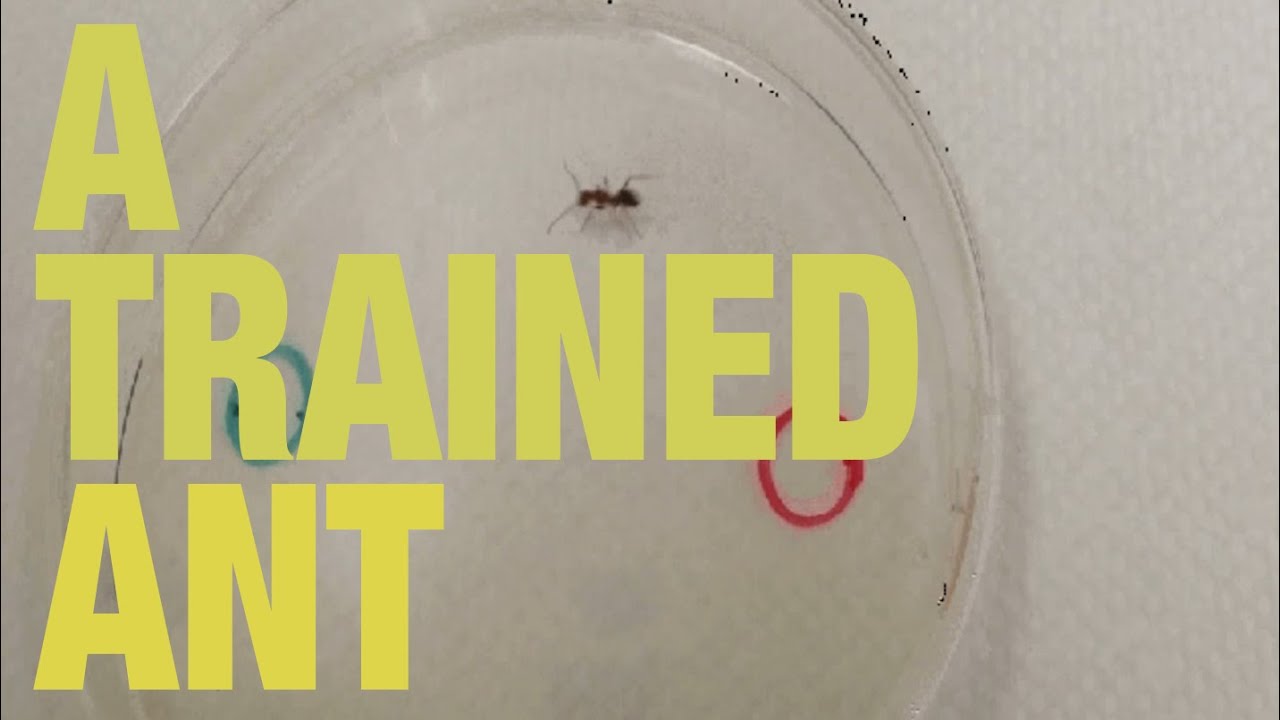 UCR Scientists Train an Ant - YouTube