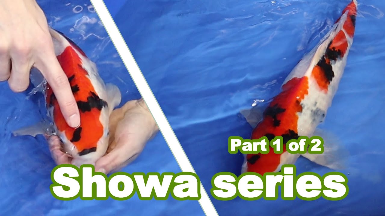 Showa Koi Fish [PART 1 of 2] - YouTube