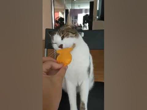 Cats and Catnip - Funniest Catnip Reactions! - YouTube