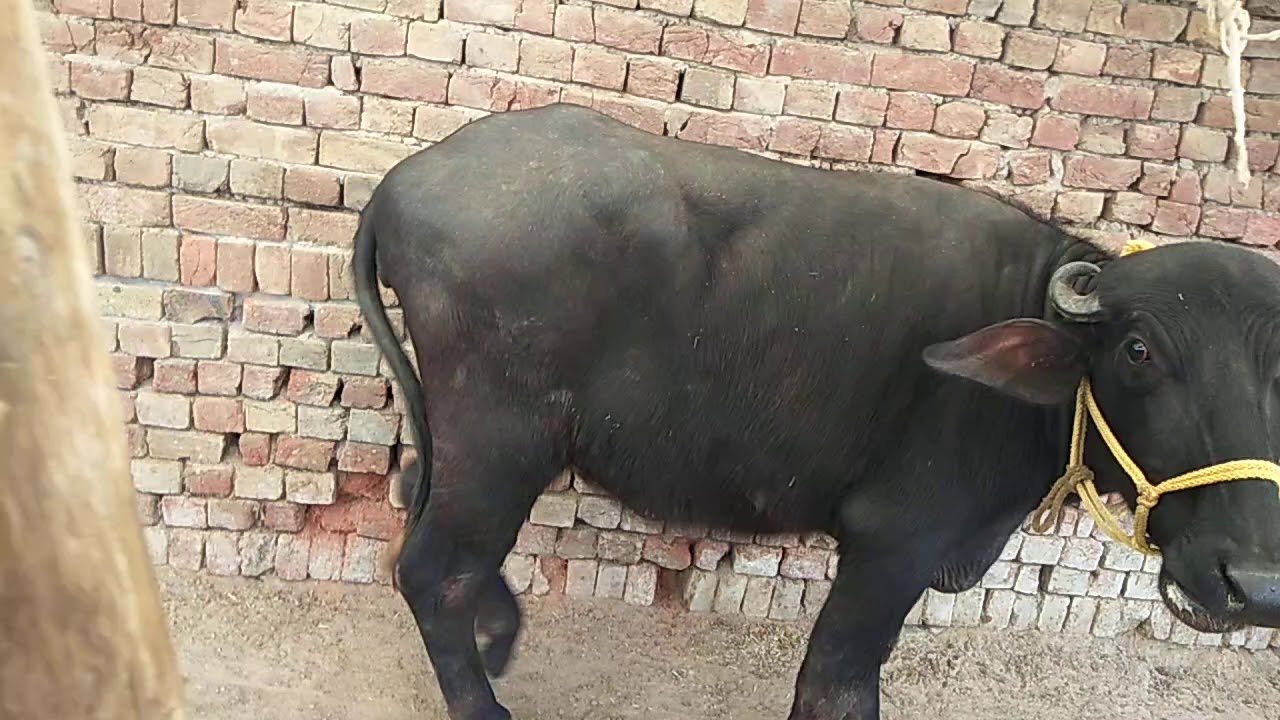 Murrha Buffalo - YouTube