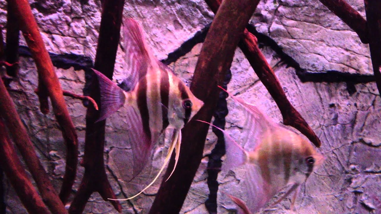 wild caught altum angelfish 3 - YouTube