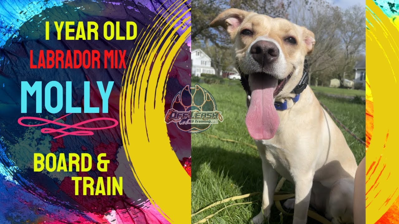 1yo Labrador Mix (Molly) | Best Philadelphia Dog Trainers | Off Leash ...
