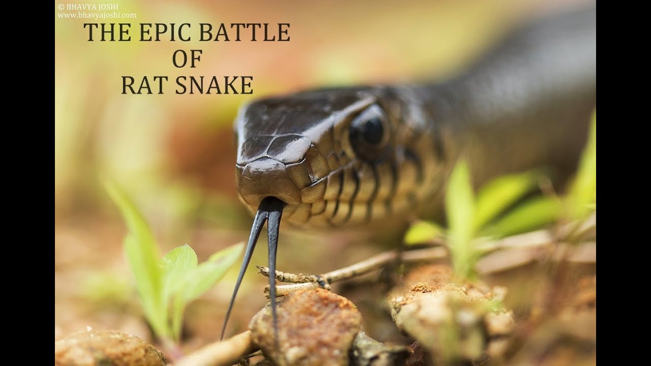 The Battle Of Snake @BhavyaJoshi - YouTube