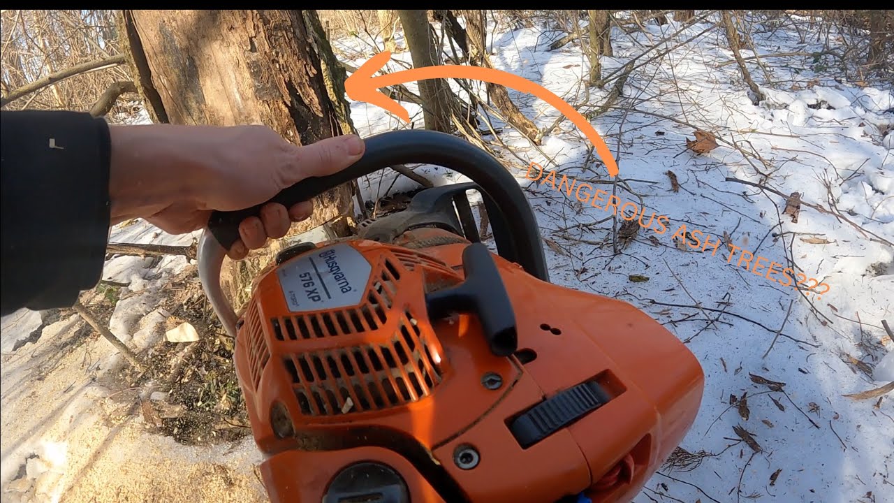 Felling dead ash trees for firewood!! - YouTube