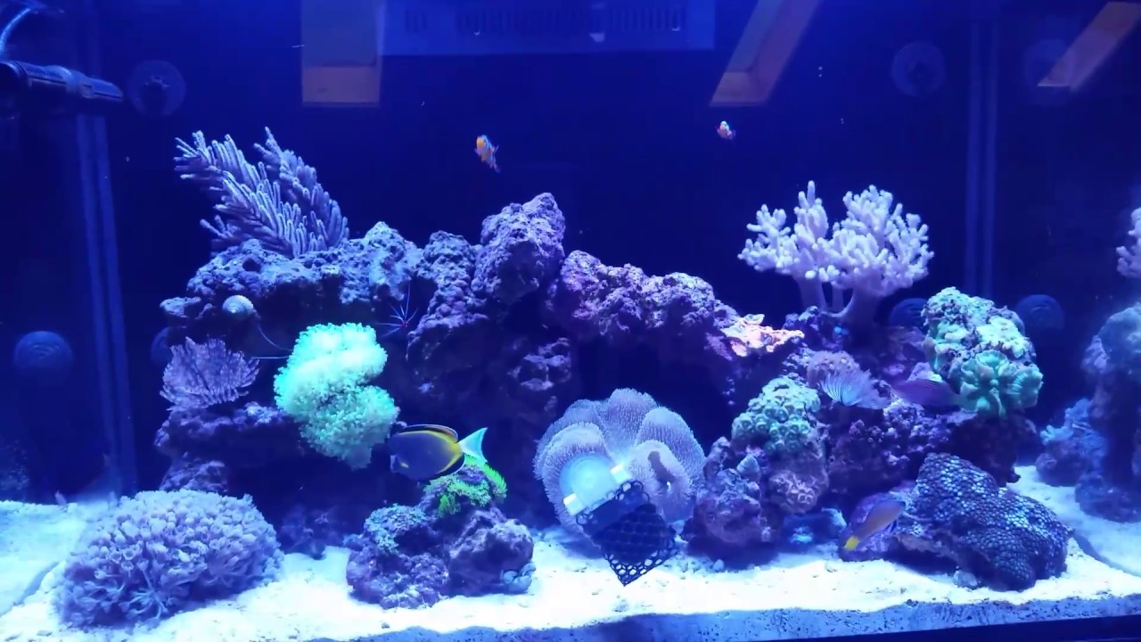 Red sea max e 260 1 year old - YouTube