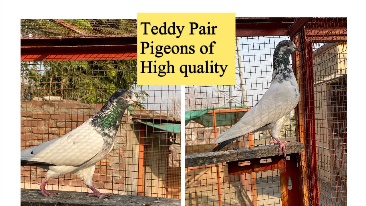 Teddy Kabootar| teddy pigeons| Teddy pair ka shooq. - YouTube