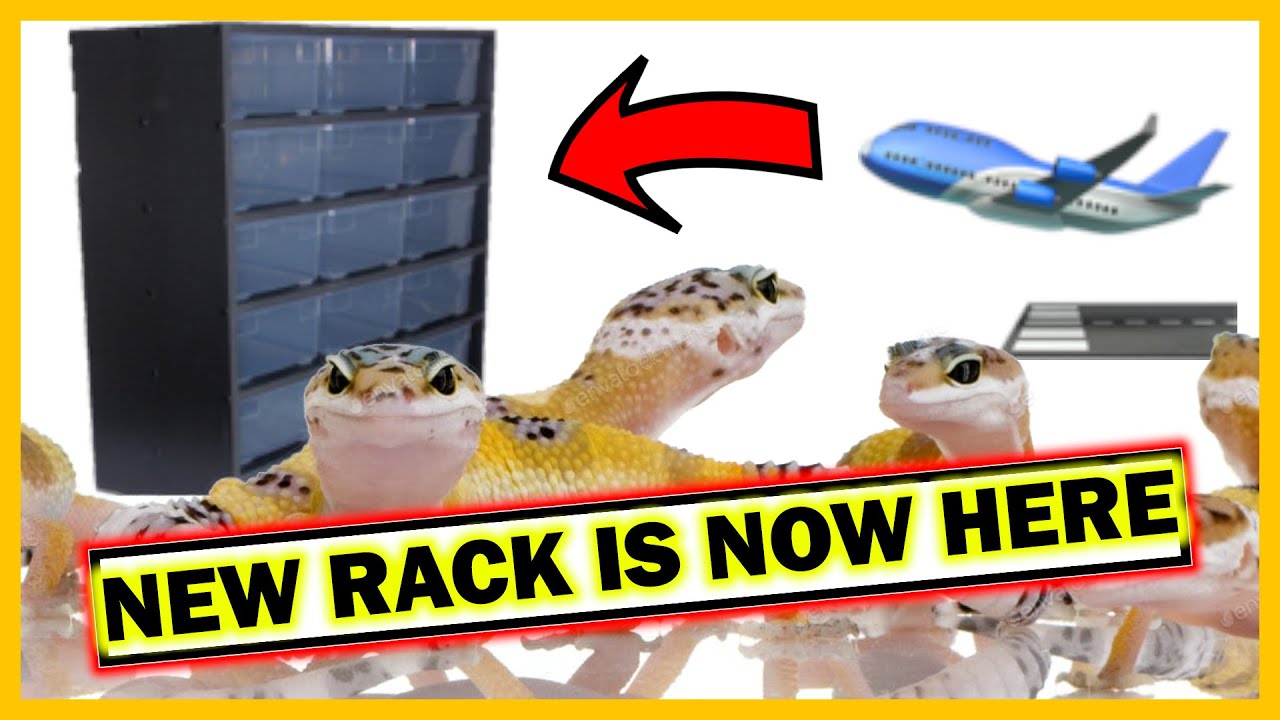 OUR C SERPENTS RACK IS HERE!! - YouTube