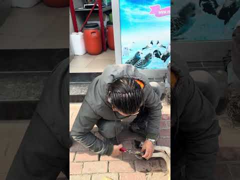 Koyunlarda toplallık nasıl oluşur tırnak nasıl kesilir?