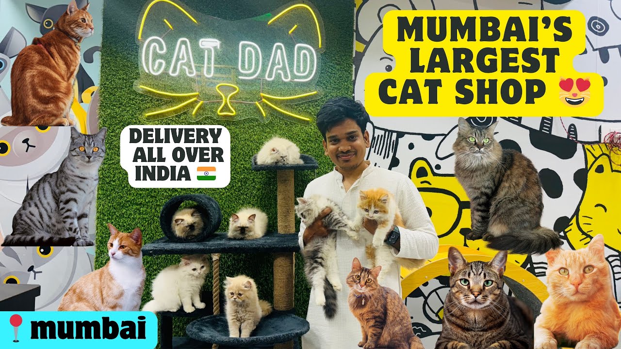 India’s largest Cat Shop😱| All Breed Cats Available 😻| Healthy ...