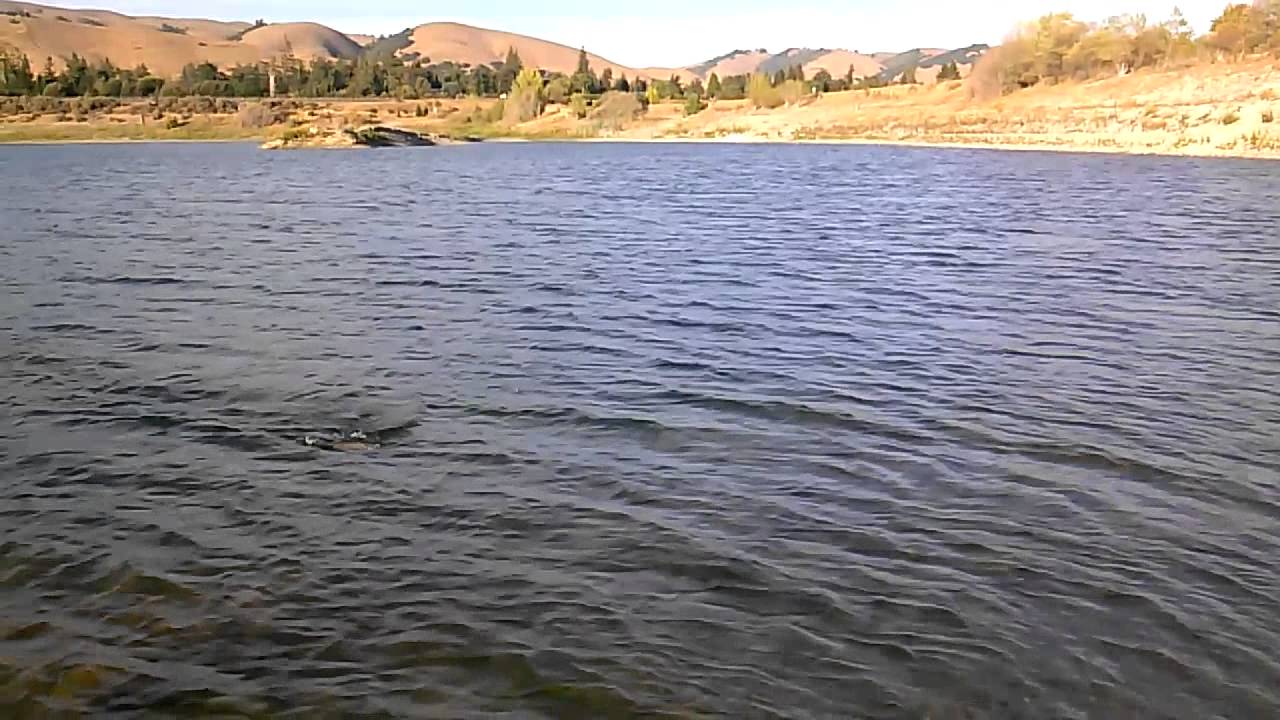 4 pound catfish caught on powerbait at quarry lake - YouTube