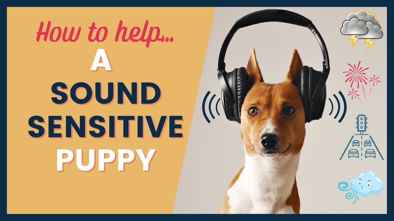 Sound Sensitivity Training for Puppies - YouTube